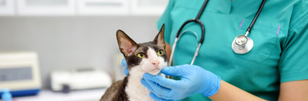 Información sobre la alerta del medicamento veterinario Versifel FeLV ...