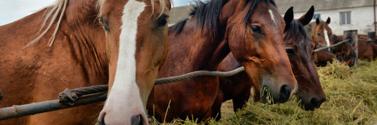 ANESKETIN 100 MG/ML SOLUCION INYECTABLE PARA PERROS, GATOS Y CABALLOS ...